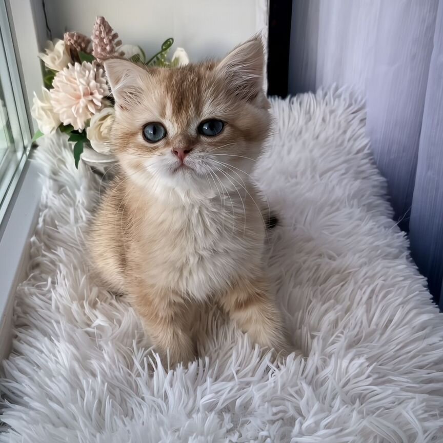 Котёнок от частного владельца