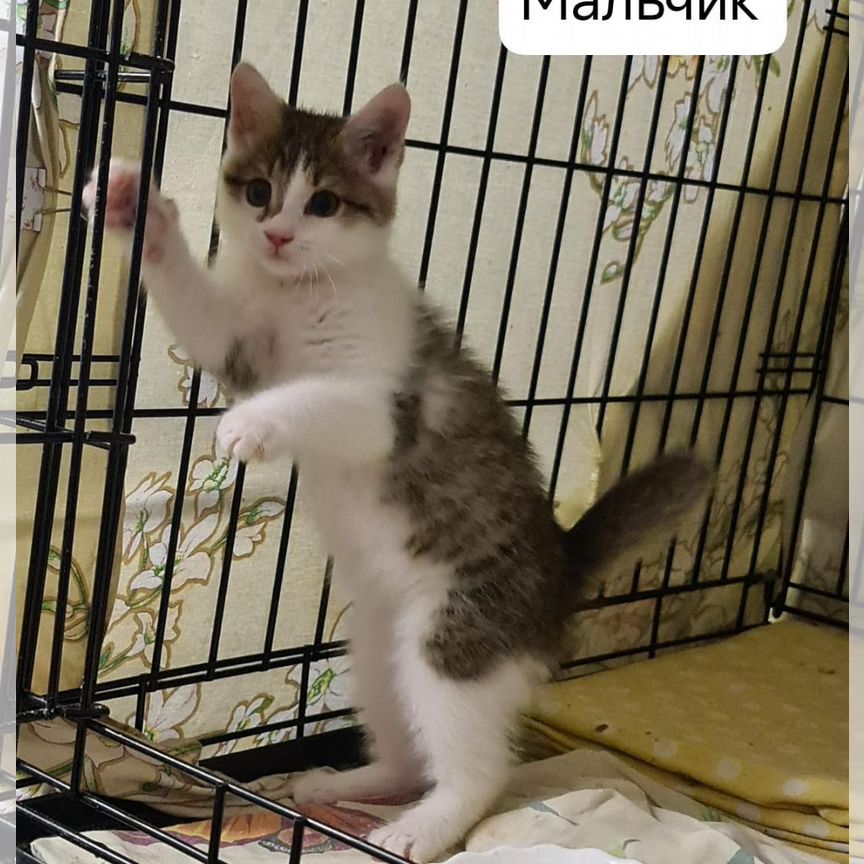 2-месячный ласковый котик