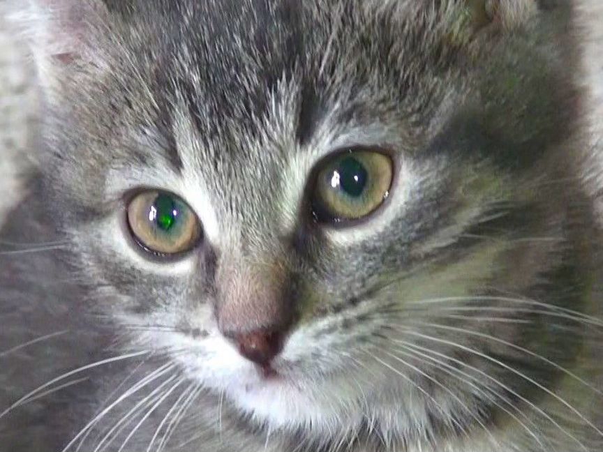 Котёнок ласковая нежная кошечка