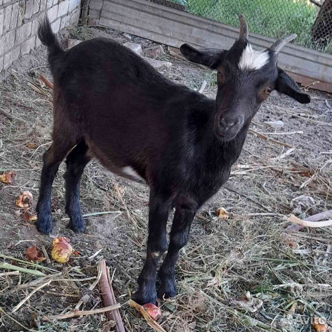 Коза. Козочка