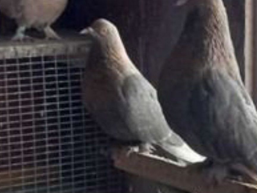 Продам голубей разных пород