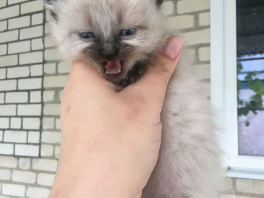 Тайские сиамские котята