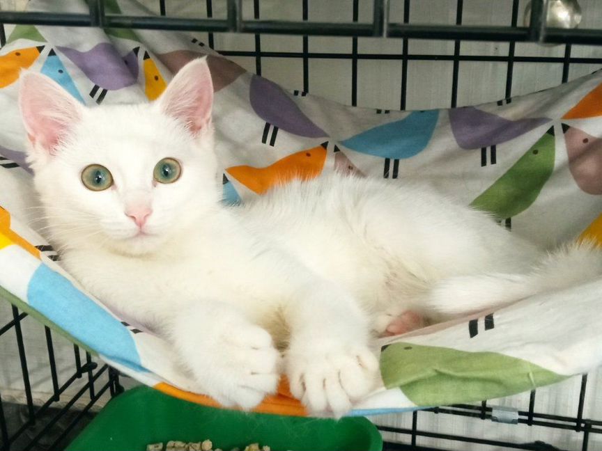 Котёнок девочка Белла ищет дом