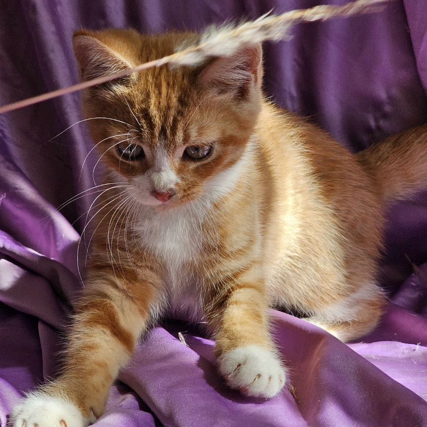 Японка ищет домик