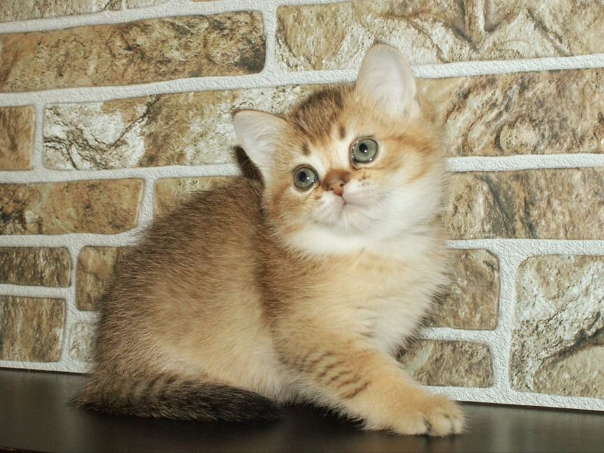 Золотые котятки