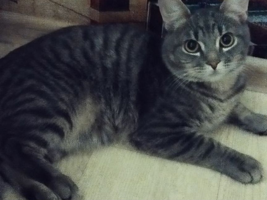 Кот