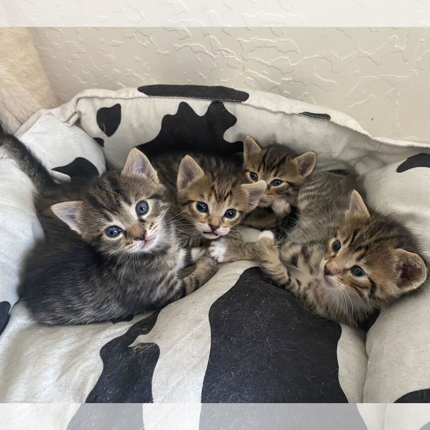 Котята хорошим хозяевам которые умеют любить