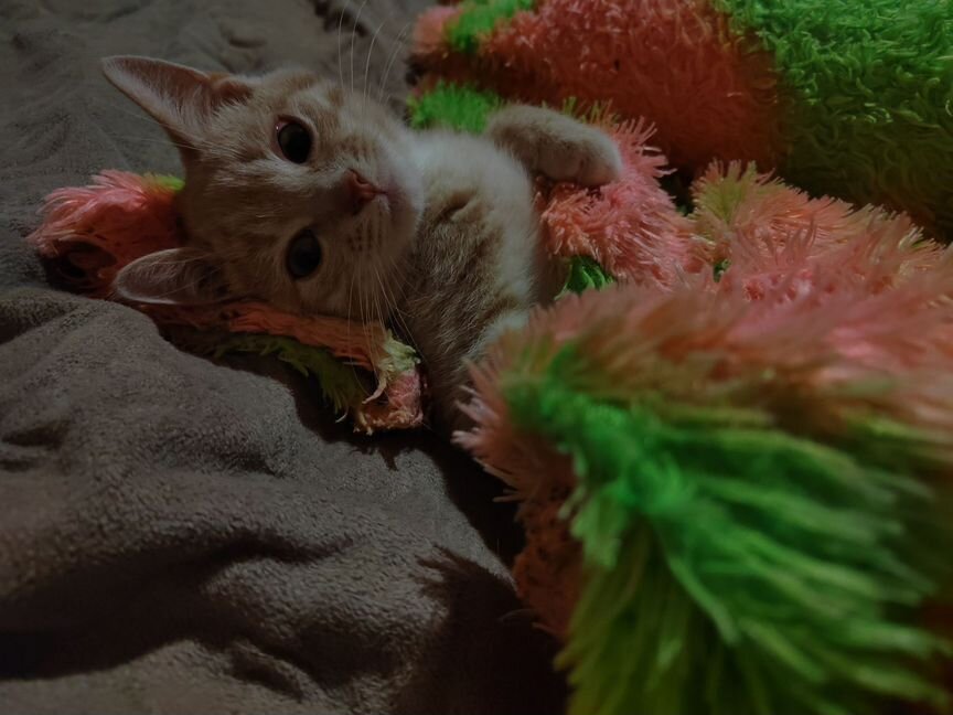 Коты бесплатно