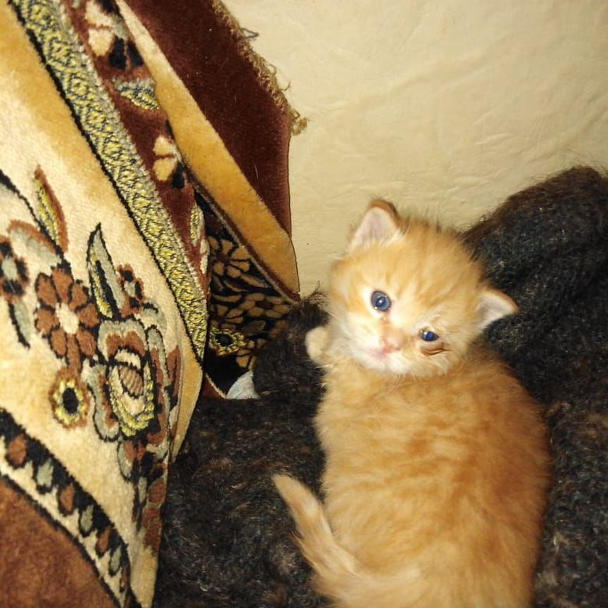 Котята