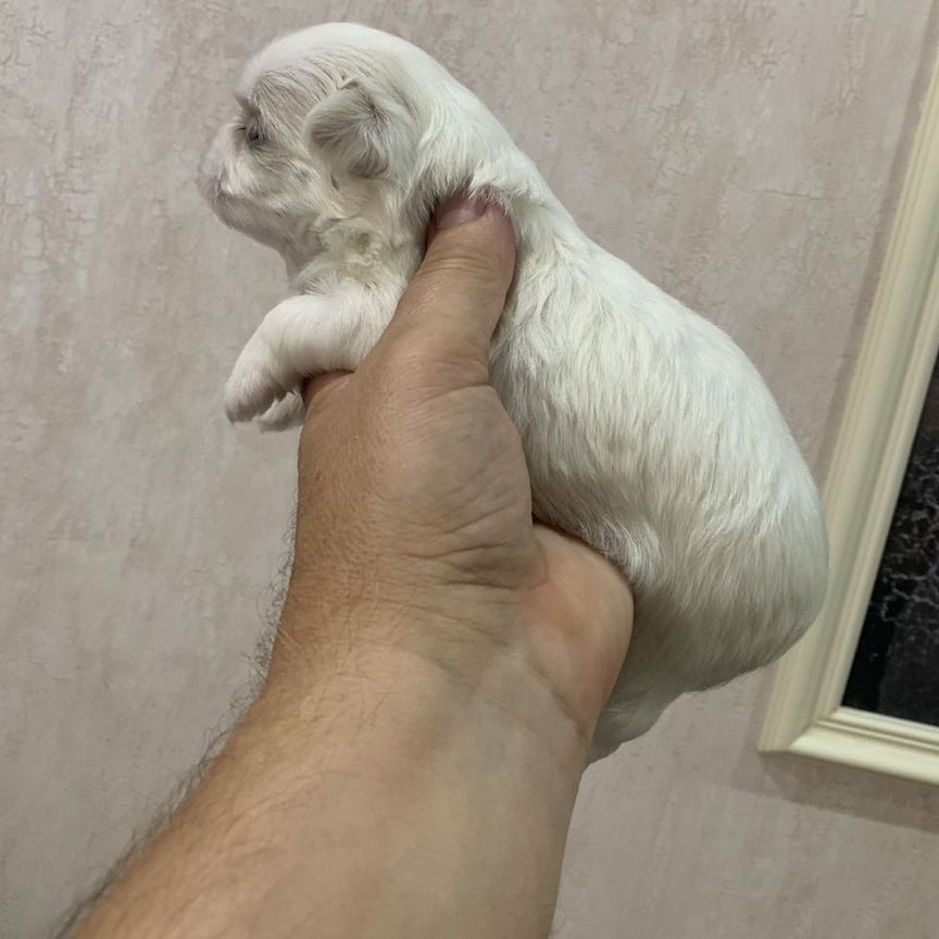 Мальтийская болонка, щенок