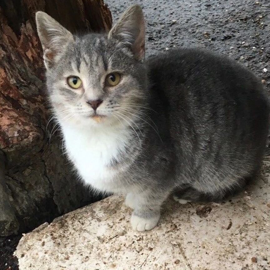 Котенку грозит улица