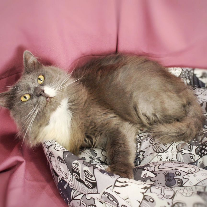 Серый котик