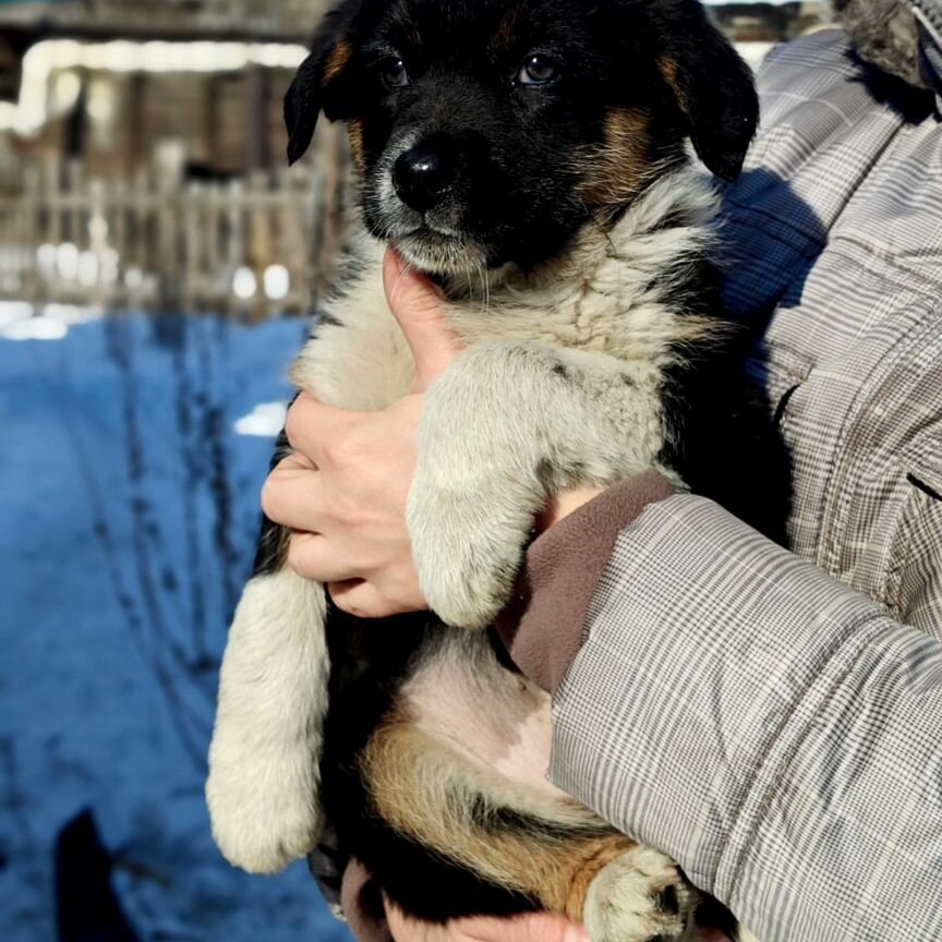 Кутята в добрые руки