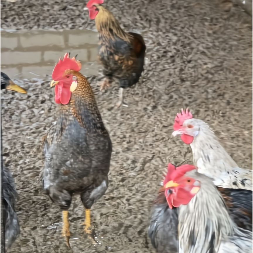 Петух молодой