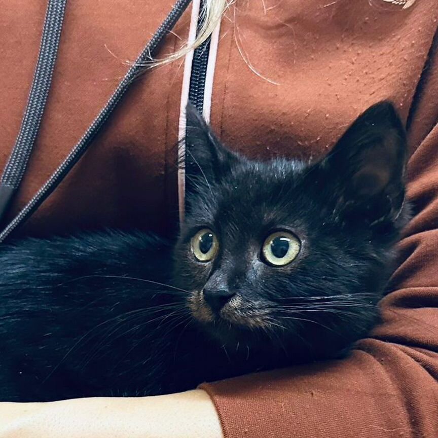 Маленький чёрный котенок