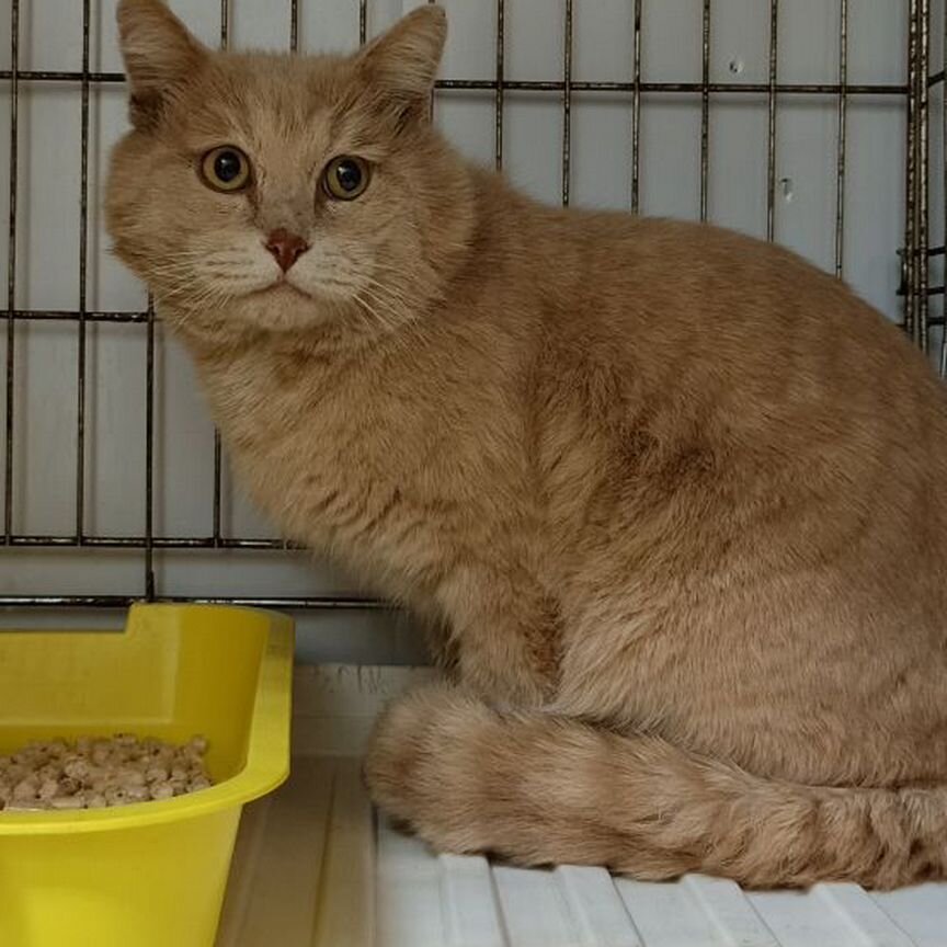 Взрослый кот в добрые руки