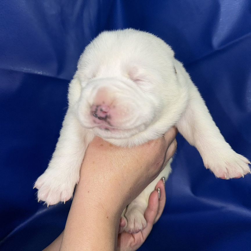 Среднеазиатская овчарка, щенок