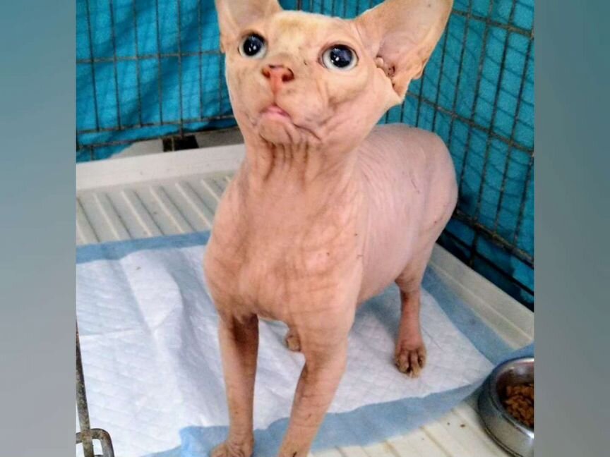 Канадский сфинкс, рыжий, мальчик