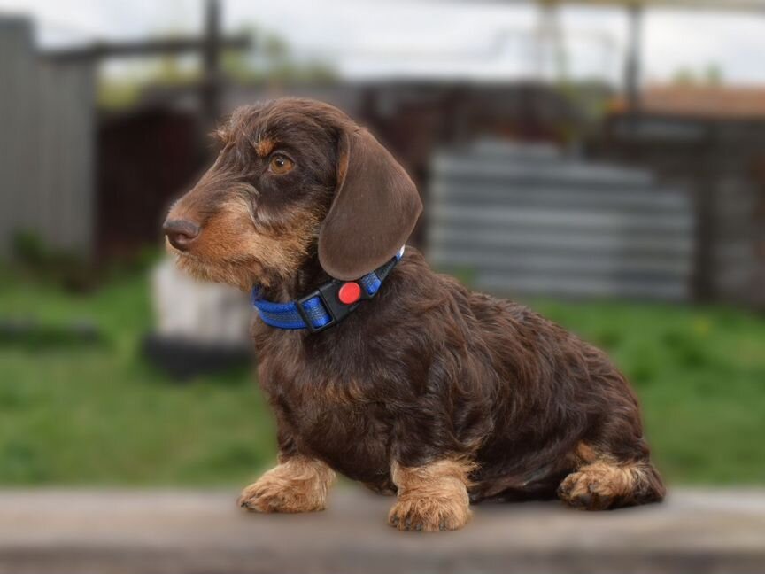 Карликовая такса