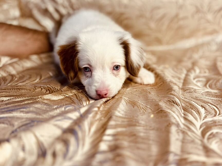 Мини аусси миниатюрная американская окчарка