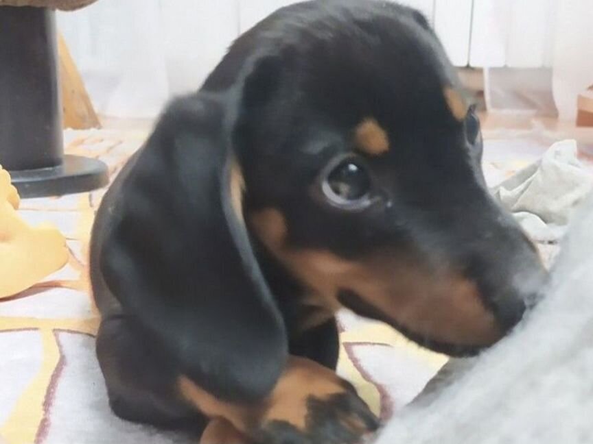 Щенки таксы