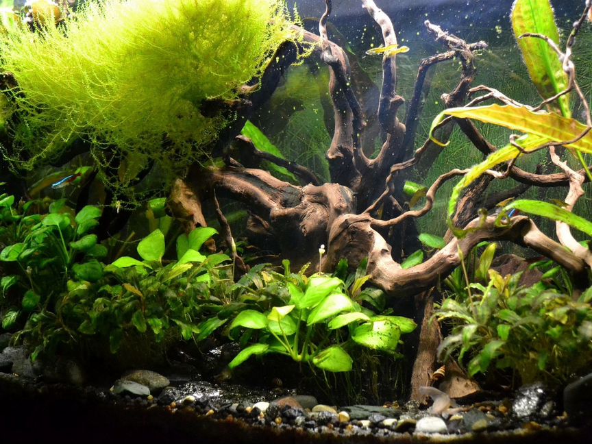 Коряги для аквариума