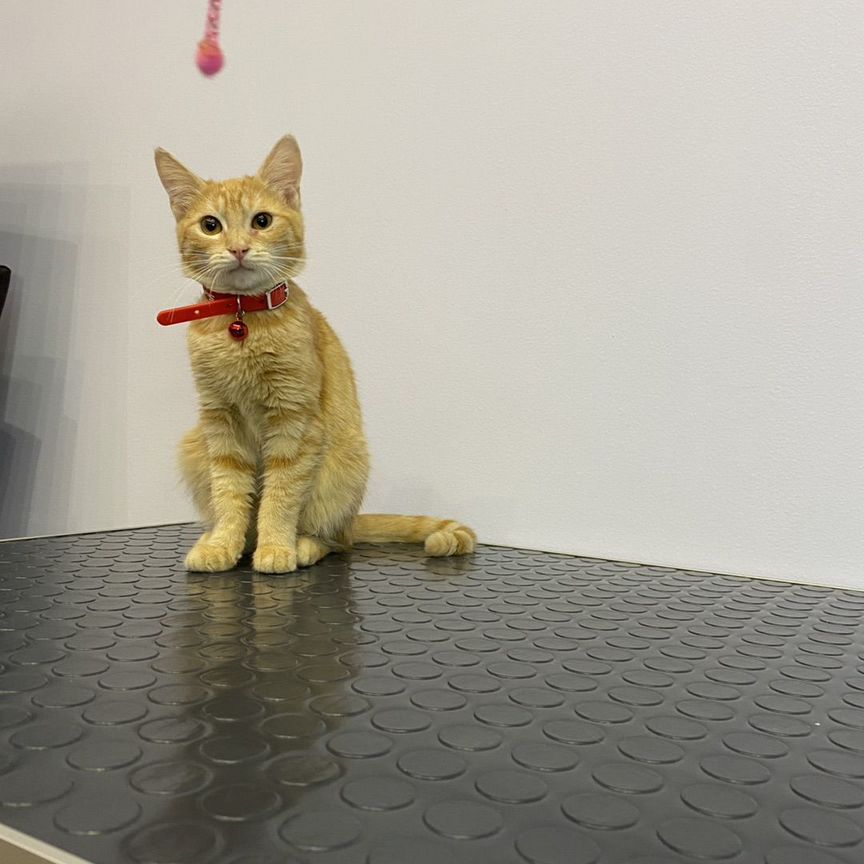 Котенок девочка рыжая Лиза