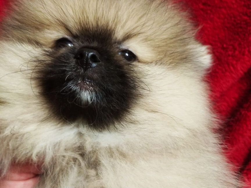 Померанский шпиц мини