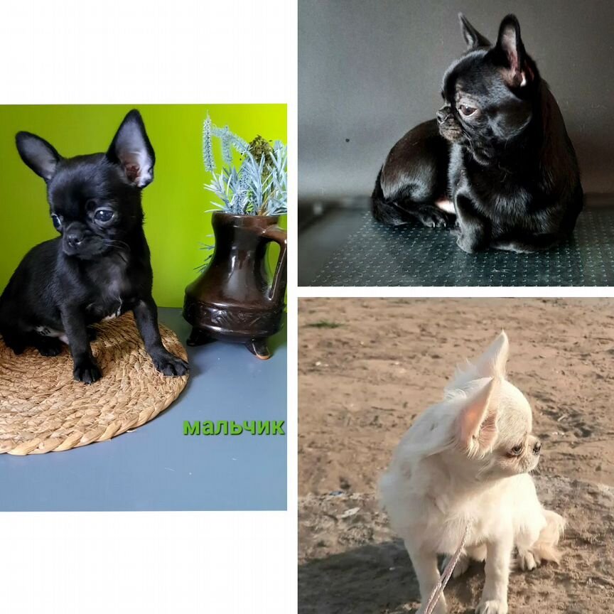 Чихуахуа, щенок