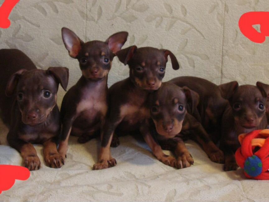 Щенки той терьера