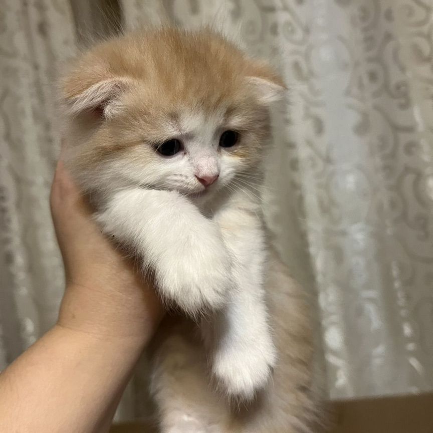 Отдам бесплатно в хорошие руки прекрасных котят
