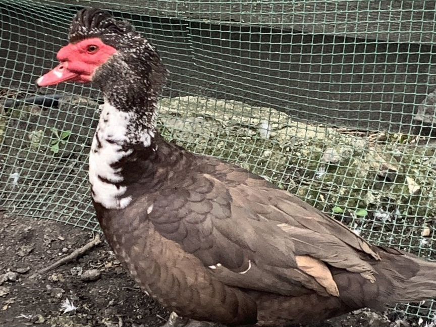 Мускусные утки