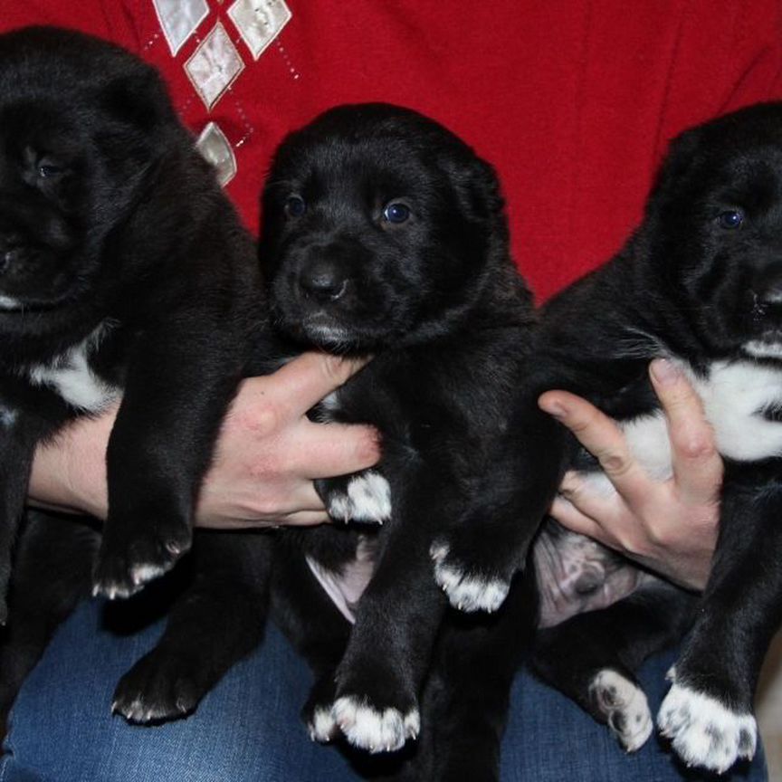 Щенки алабая