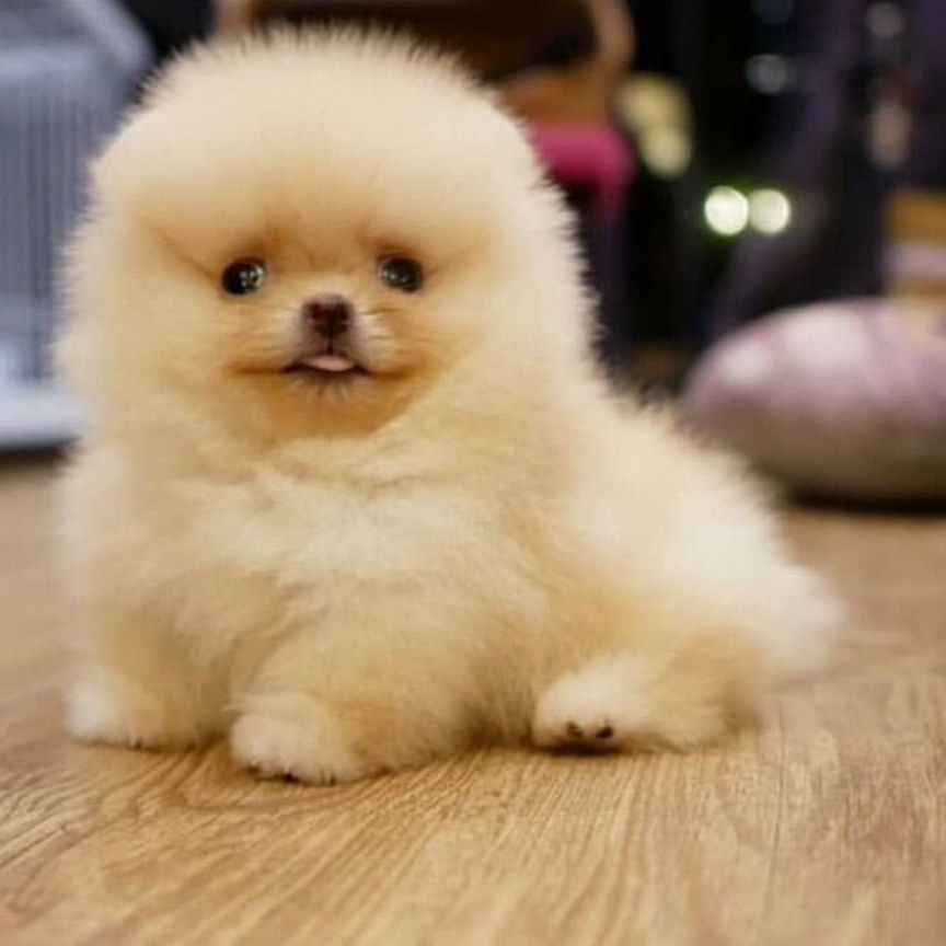 Померанский шпиц микро