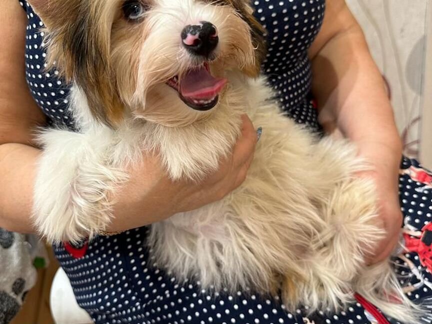 Бивер девочка