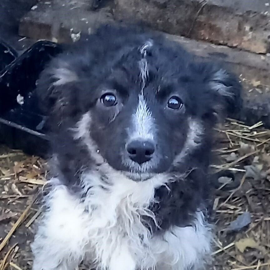 С собакой дом лучше Разбирайте лапочек-щеночков