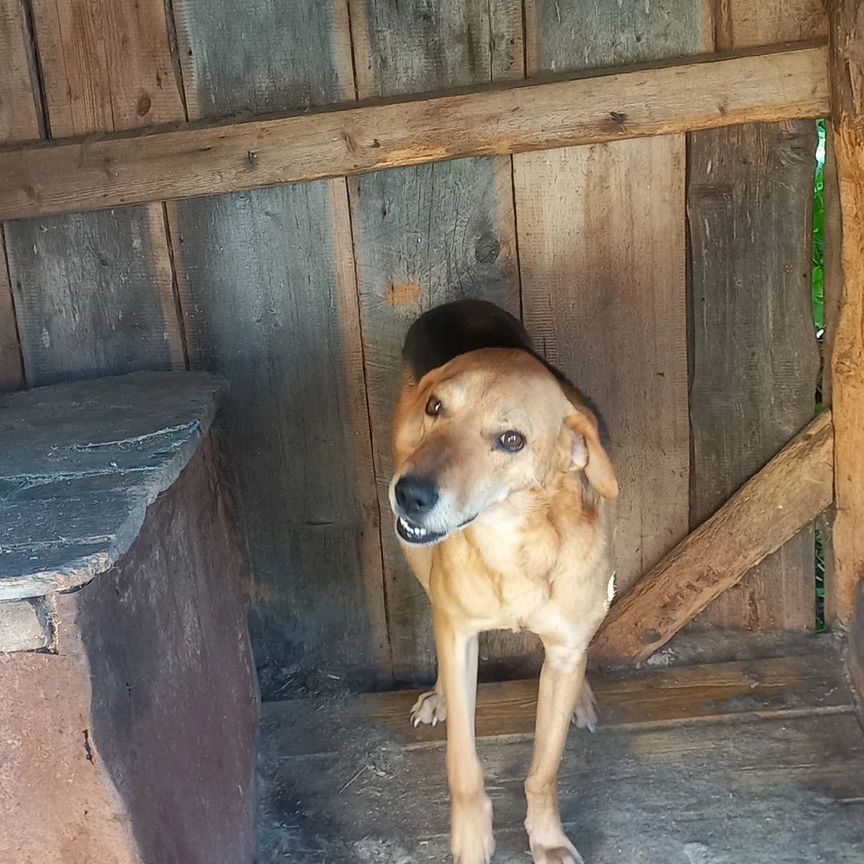 Продам щенков гончей