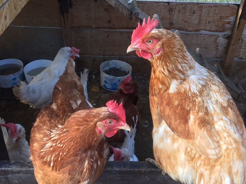 Куры несушки ломан браун