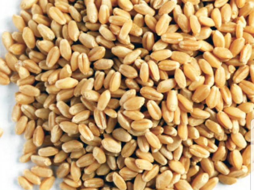 Пшеница