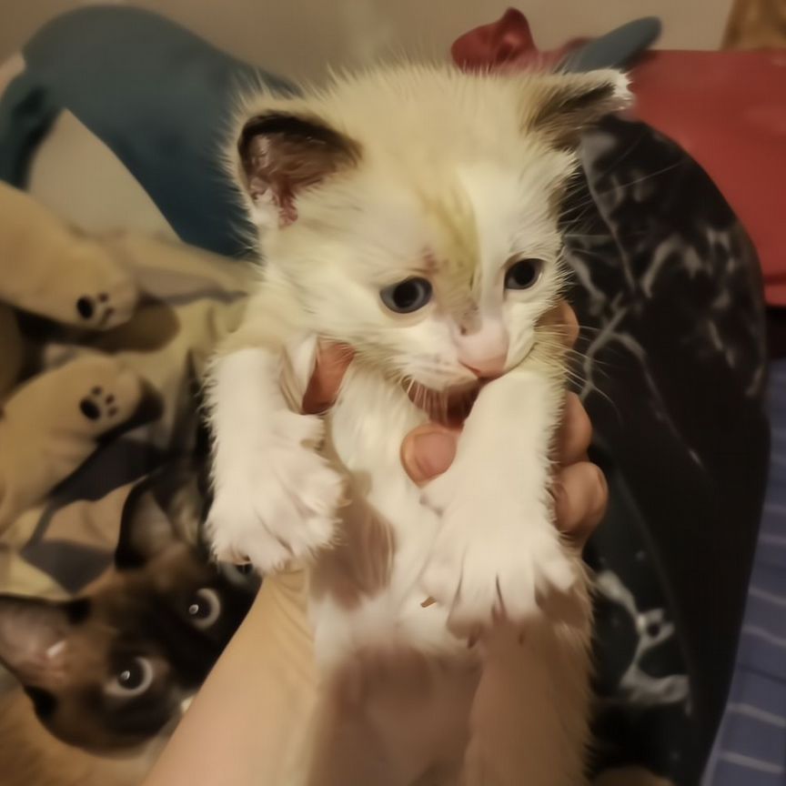 Котёнок в добрые руки