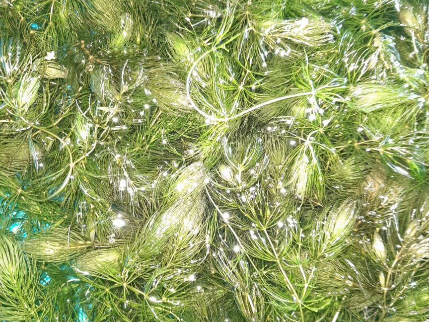 Роголистник в аквариум