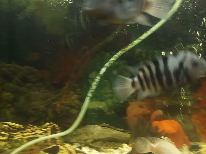 Рыбы цихлиды