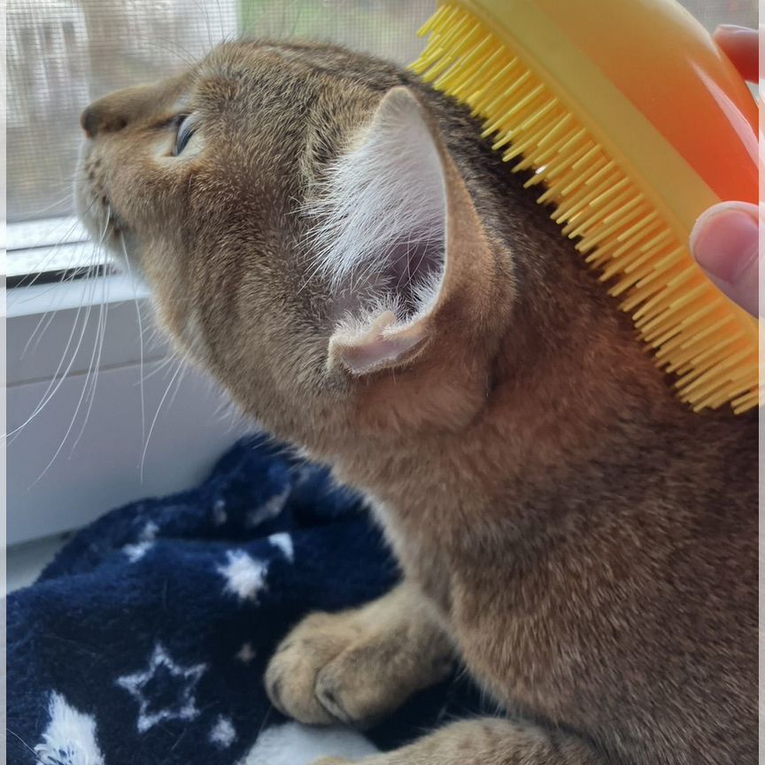 Кошка Чаузи