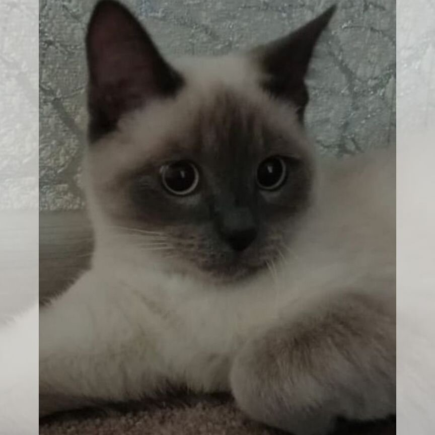 Сиамский котёнок