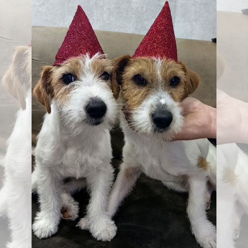 Джек-рассел-терьер, щенок