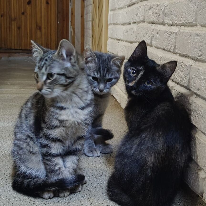 Котята в добрые руки