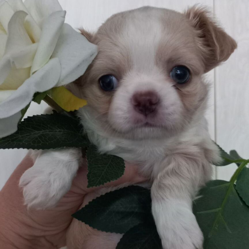 Чихуахуа, щенок