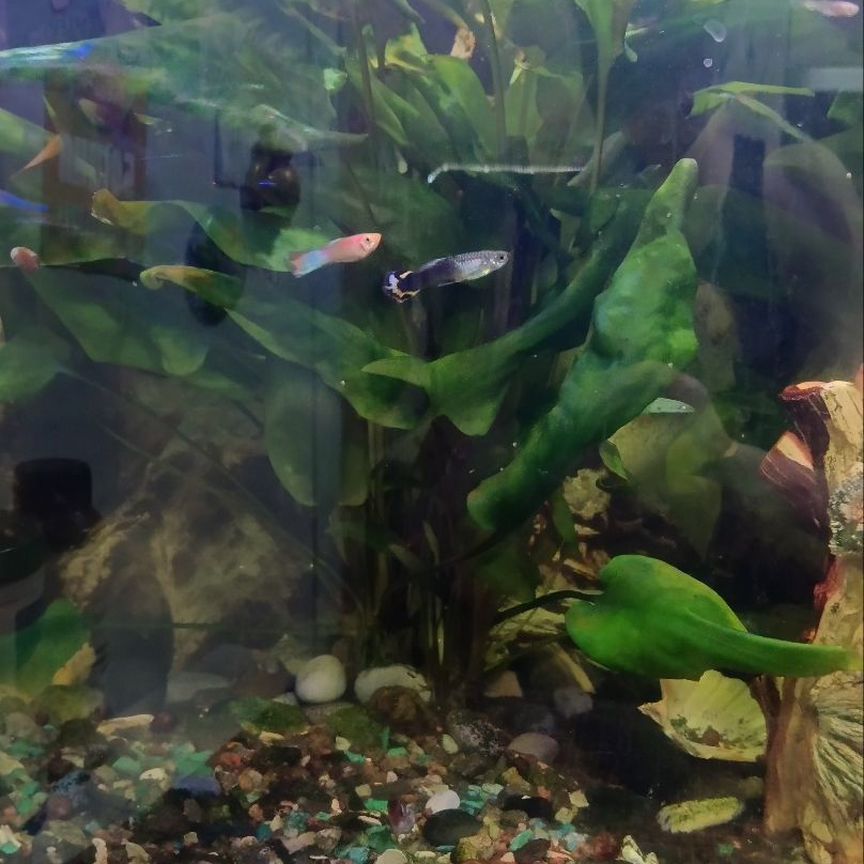 Растения для аквариума