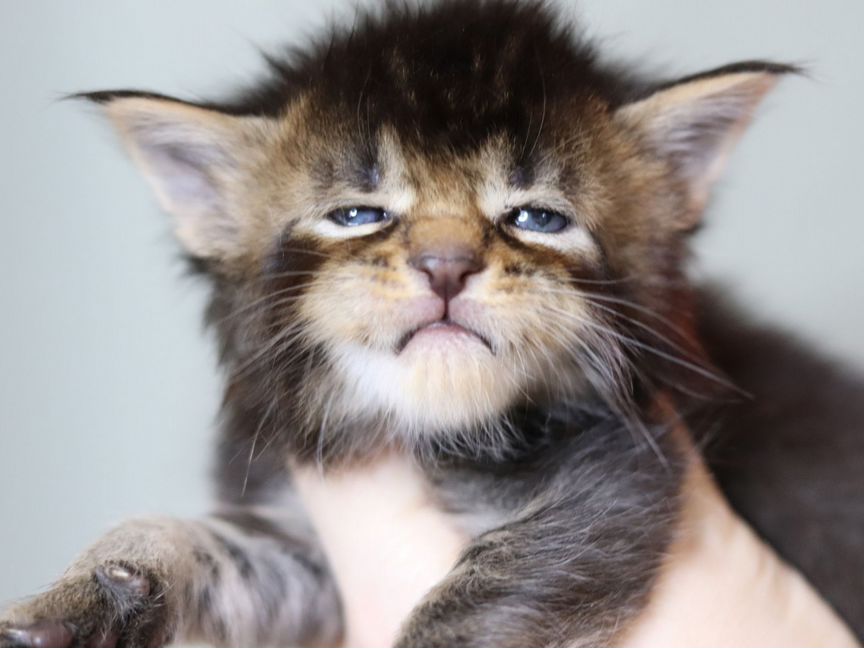 Мейн-кун шикарный котенок, питомник