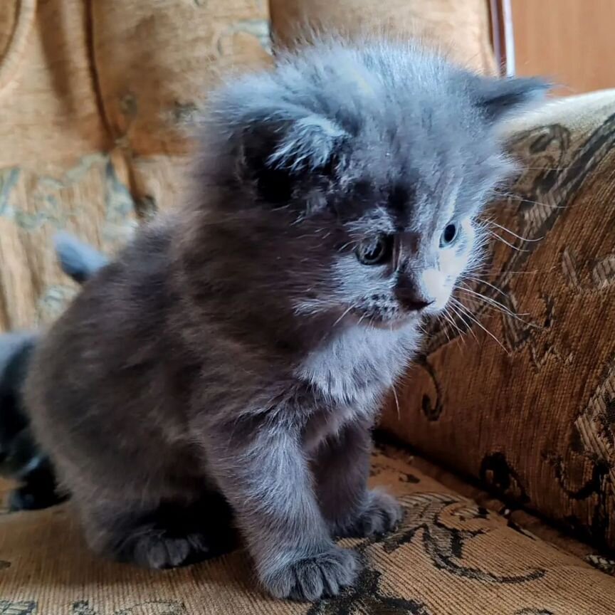 Мейн-кун котёнок